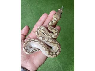 Balls Python Bebés Puerto Rico