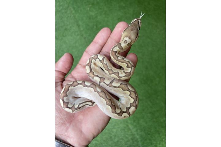 Balls Python Bebés Puerto Rico