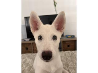 Siberian Husky Puerto Rico