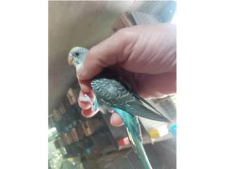 Perico hembra azul alas negras Puerto Rico