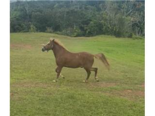 Caballo manso $300 Puerto Rico
