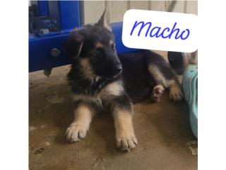 Preciosos German Shepherd Puerto Rico