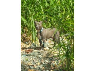 Se regala Pitbull Blue Puerto Rico