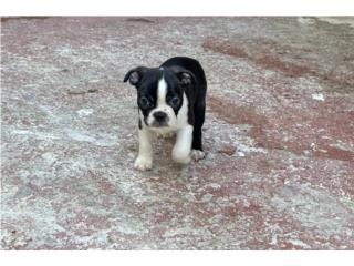 Precioso Boston Terrier Puerto Rico
