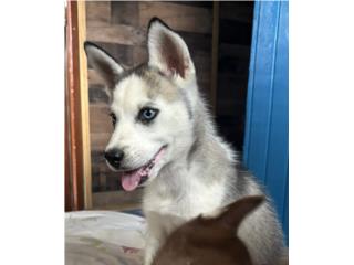 Husky hembra 300 Puerto Rico