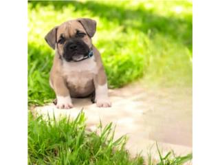 American bully Puerto Rico