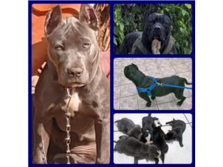 Pitbull Blue Puerto Rico