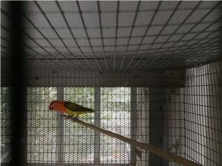 Opalino iwin 100 lea bien Puerto Rico