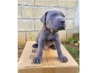 Cane Corso Puerto Rico