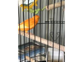 Canario Rojo Puerto Rico