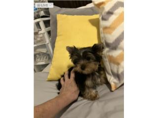 Yorkie toy macho 3 1/2 meses $799 Puerto Rico