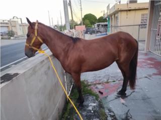 Yegua Saina Puerto Rico