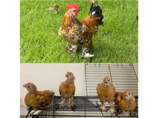 Gallitos Mille Fleur Dúccle Puerto Rico