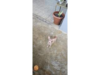 Chihuahua casi albino Puerto Rico