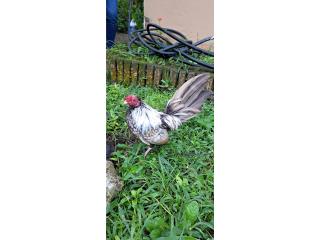 Finos, de buena línea y casta gallitos kiris Puerto Rico