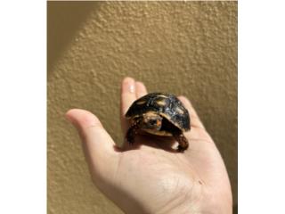 Tortugas red foot Puerto Rico