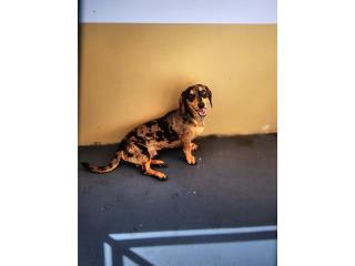 Salchicha merle 1 año Puerto Rico