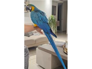 Guacamayo Blue and Gold Puerto Rico