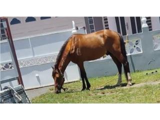 Caballo bueno y mansito Puerto Rico