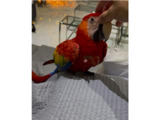 Guacamayo manso Puerto Rico