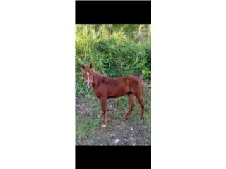 Caballo joven cerrero Puerto Rico
