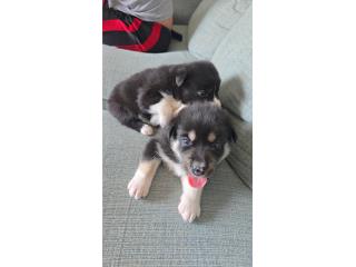 Husky siberiano Puerto Rico