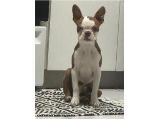 Boston, Terry Puerto Rico