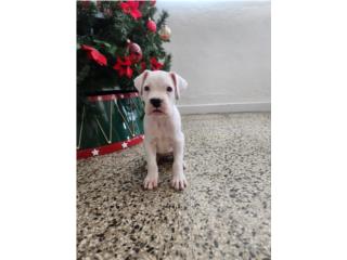 Boxer puro Blanca Puerto Rico