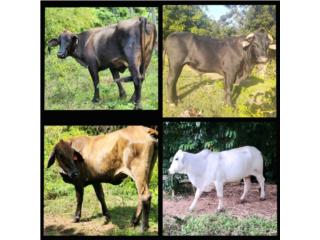 Animales mansos buenos para comenzar crianza Puerto Rico