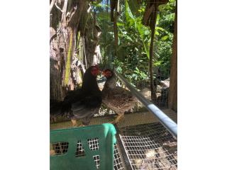Pareja de cornish Puerto Rico