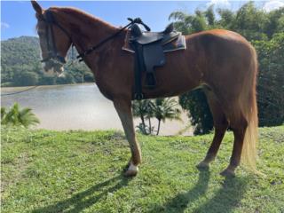 Caballo de paseo manso Puerto Rico