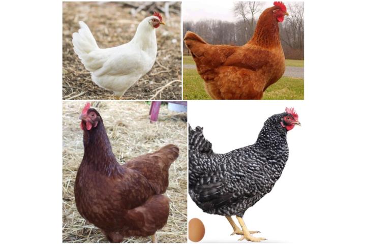 Ponedoras 4 razas de 13 días sexiadas Puerto Rico