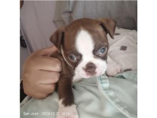 Boston terrier Red Puerto Rico