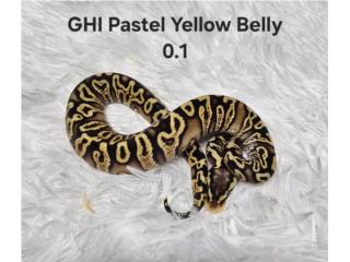 Serpientes Ball Python Puerto Rico