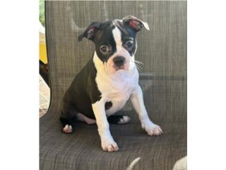 Boston Terrier Hembra Puerto Rico