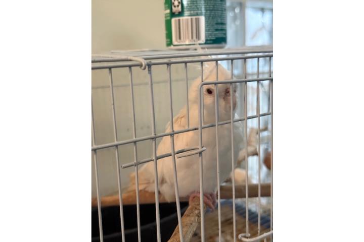 Cockatier Albino sin sexar Puerto Rico