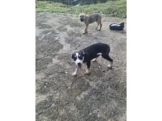 Husky imbridil Puerto Rico