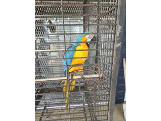 Pareja de guacamayos Puerto Rico