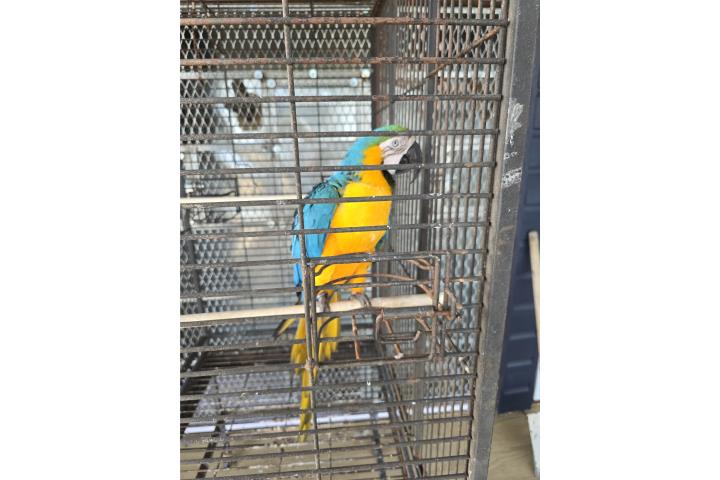 Pareja de guacamayos Puerto Rico