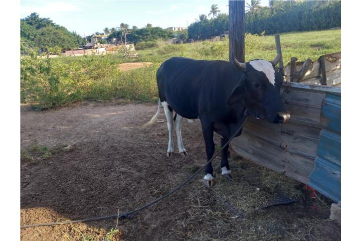 Vacas Puerto Rico