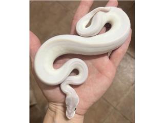 Reptiles Puerto Rico, ClasificadosOnline.com