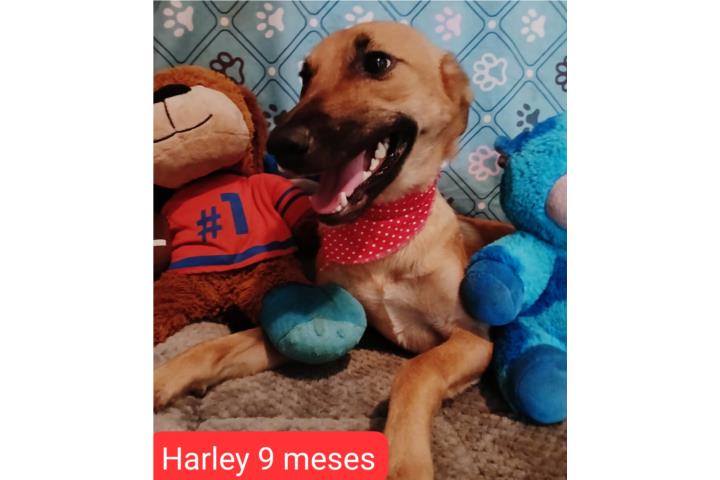 Perros para adopcion Puerto Rico