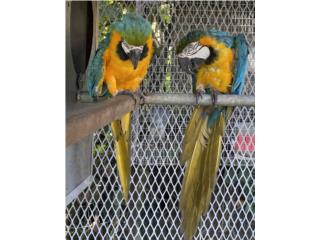 Pareja de guacamayos Blue and gold Puerto Rico