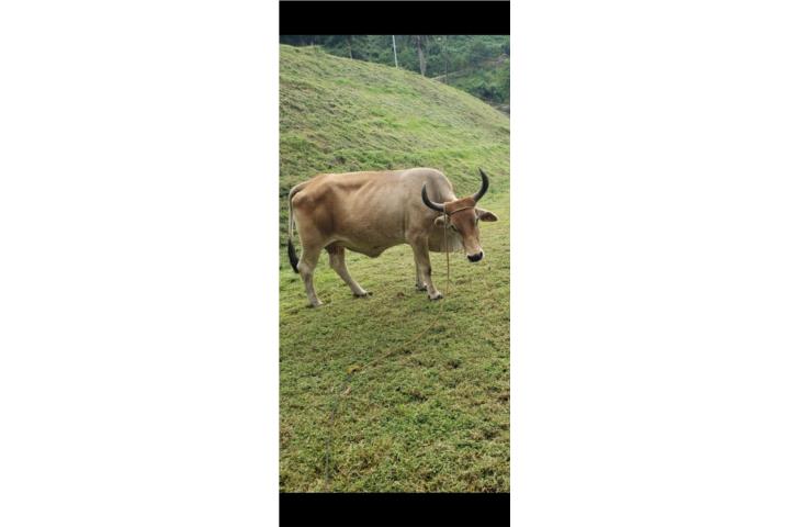 Zebua preñada Puerto Rico