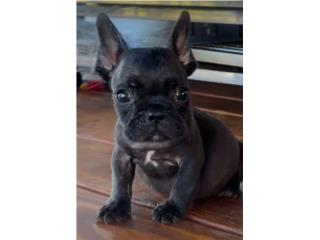 Nene french bulldog Puerto Rico