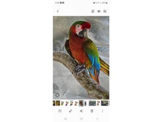 GUACAMAYO CALICO Puerto Rico