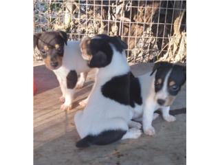 Terrier rateros Puerto Rico