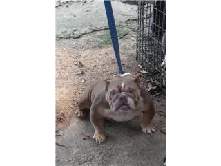 American bully Puerto Rico