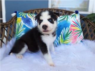 Siberian Husky Puerto Rico