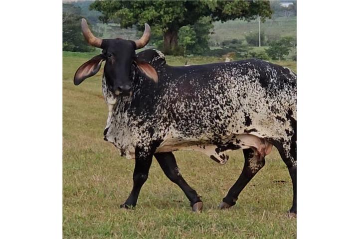 Vaca saldo negra Puerto Rico